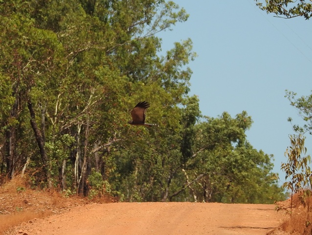 Experience the Wild - Bird Watching and Nature Tour 2015 Trip Reports ...
